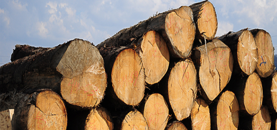 Cherestea bruta | Elpidex